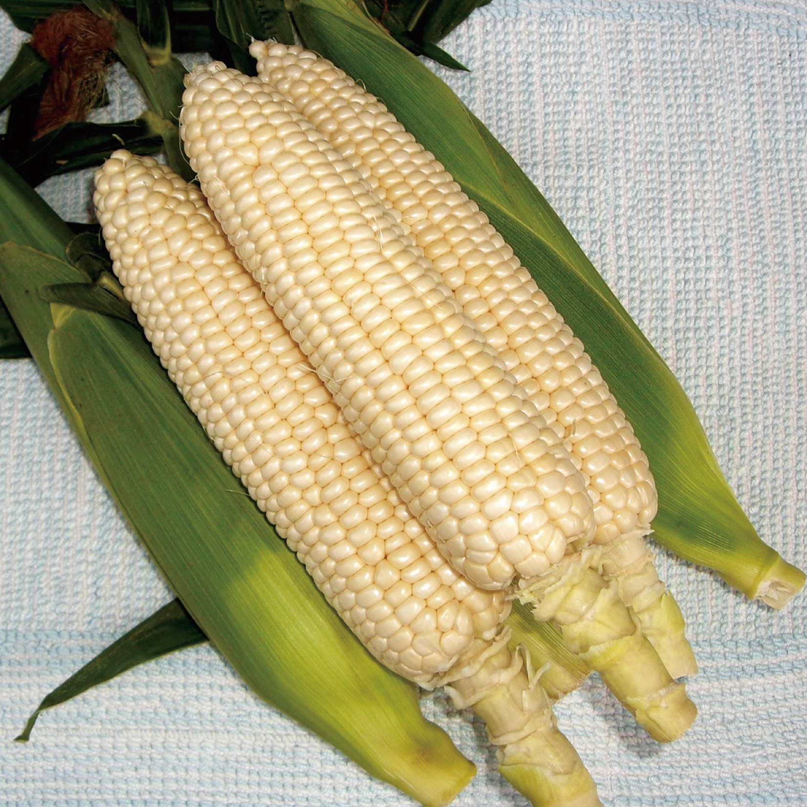 【スイートコーン種子】味来ホワイト_2000粒 | 株式会社PsEco（ピーエスエコ）